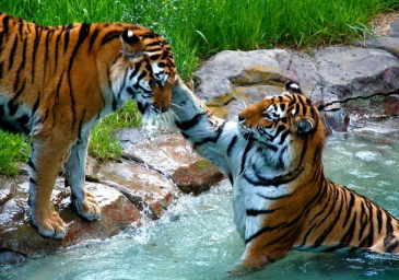 Minnesota Zoo Foundation