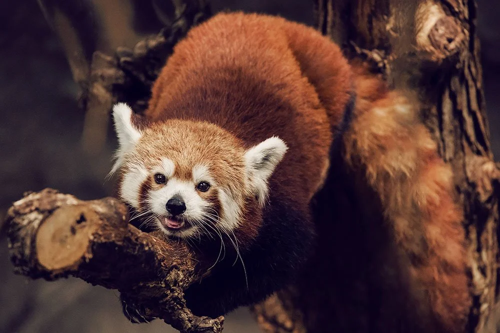 Red pandas arriving to Minnesota Zoo summer 2025! — Minnesota Zoo ...