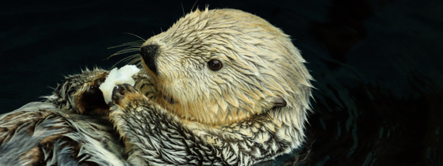 About — Minnesota Zoo Foundation