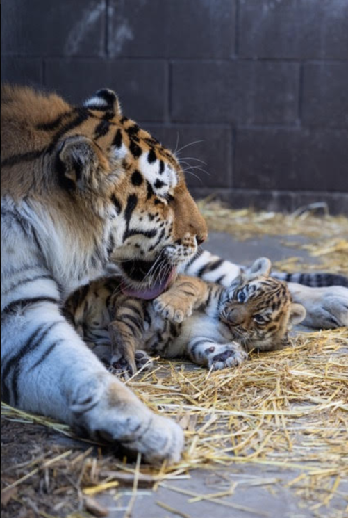 Minnesota Zoo Foundation