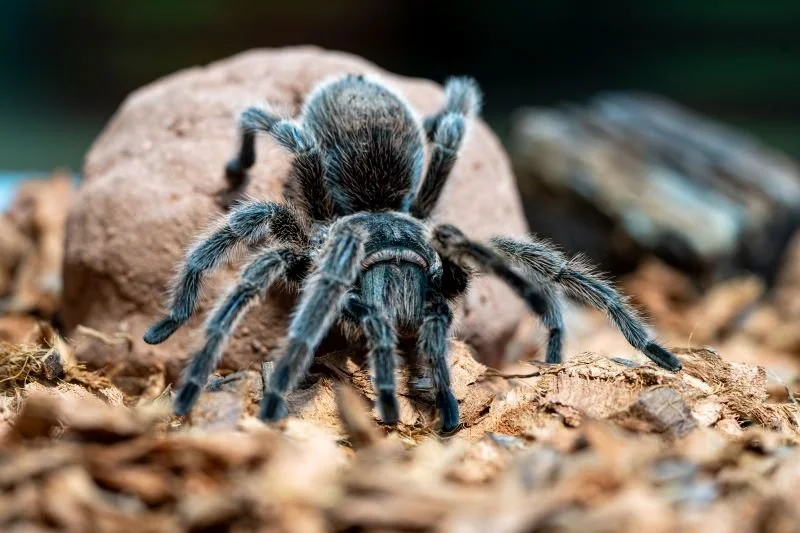 Do tarantulas have teeth? — Minnesota Zoo Foundation