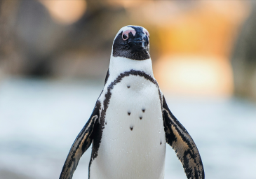 Minnesota Zoo Foundation