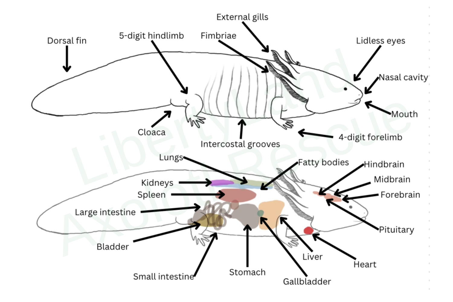 Axolotl External Anatomy Explained | Beginner-Friendly Guide ...
