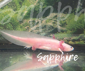 Sapphire’s Fight: Saving an Axolotl from Repeated Prolapse ...
