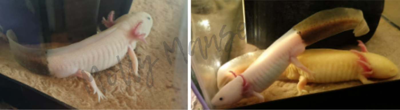 What Is a Firefly Axolotl? The Truth Behind the Trend — Libertyland ...