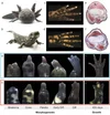 Axolotl Regeneration: How They Regrow Limbs & Organs — Libertyland ...