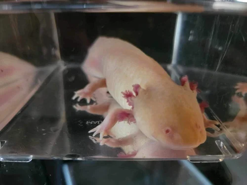 Our Mission | Support Axolotl Care Today — LibertyLand Axolotl Rescue