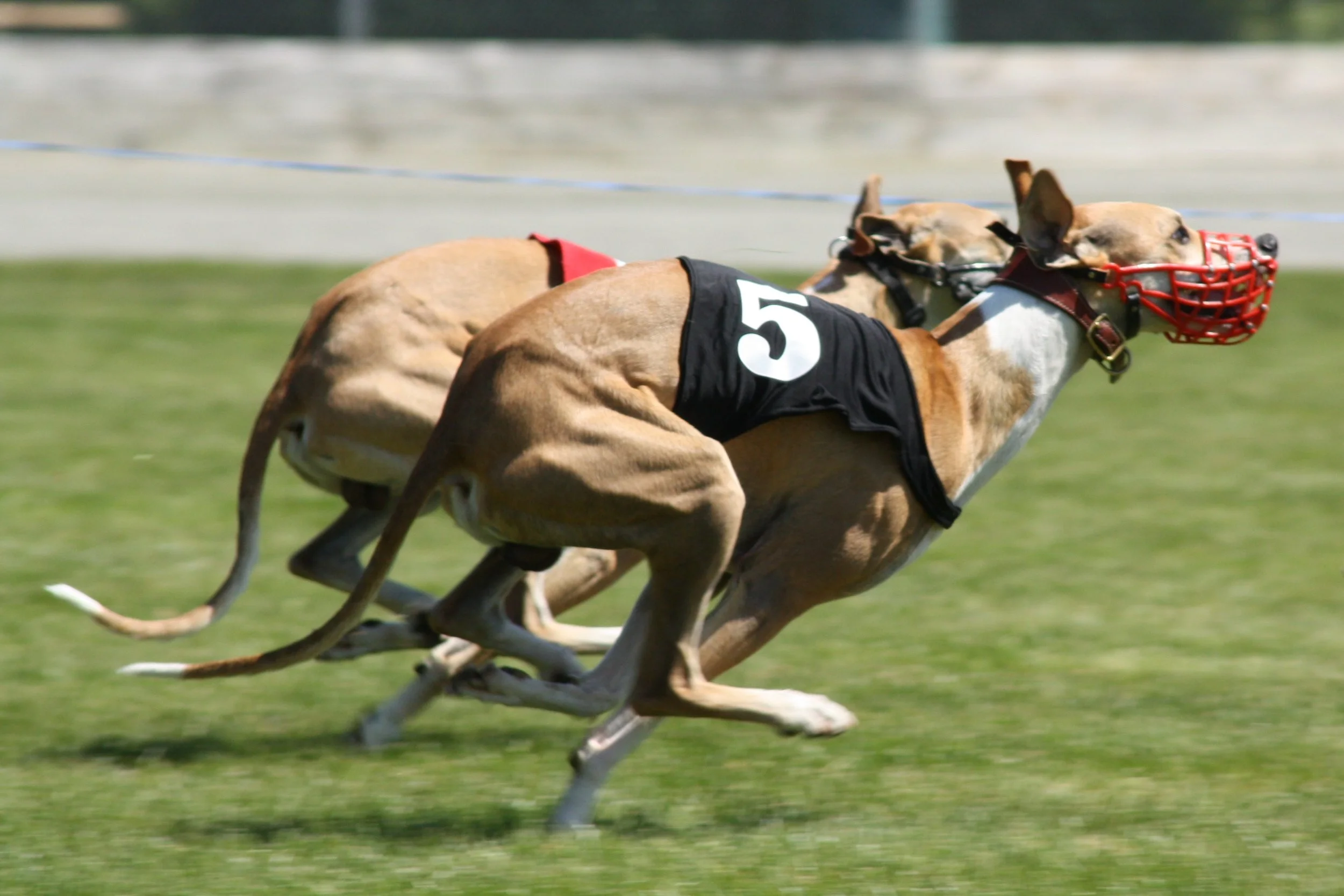 Continental Whippet Alliance