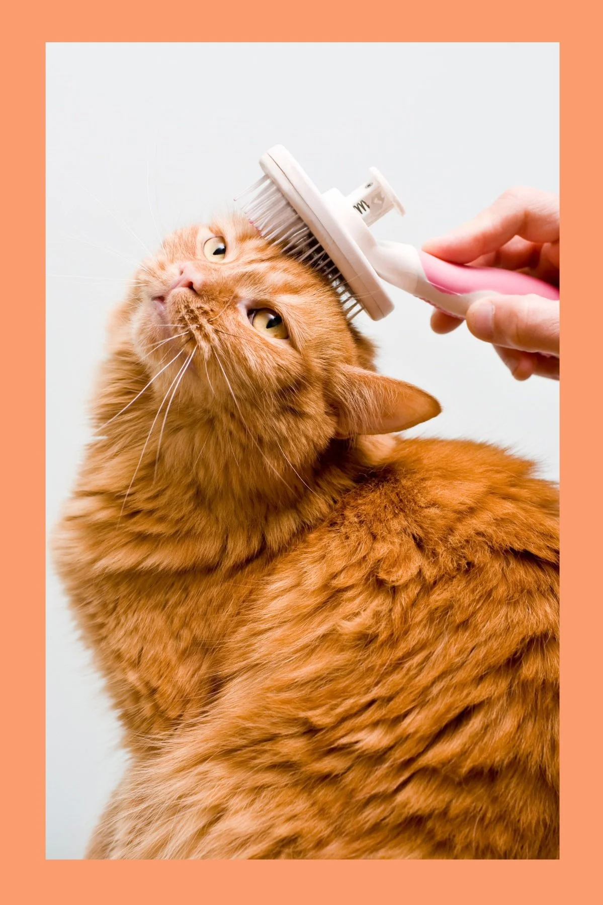 360Petgrooming
