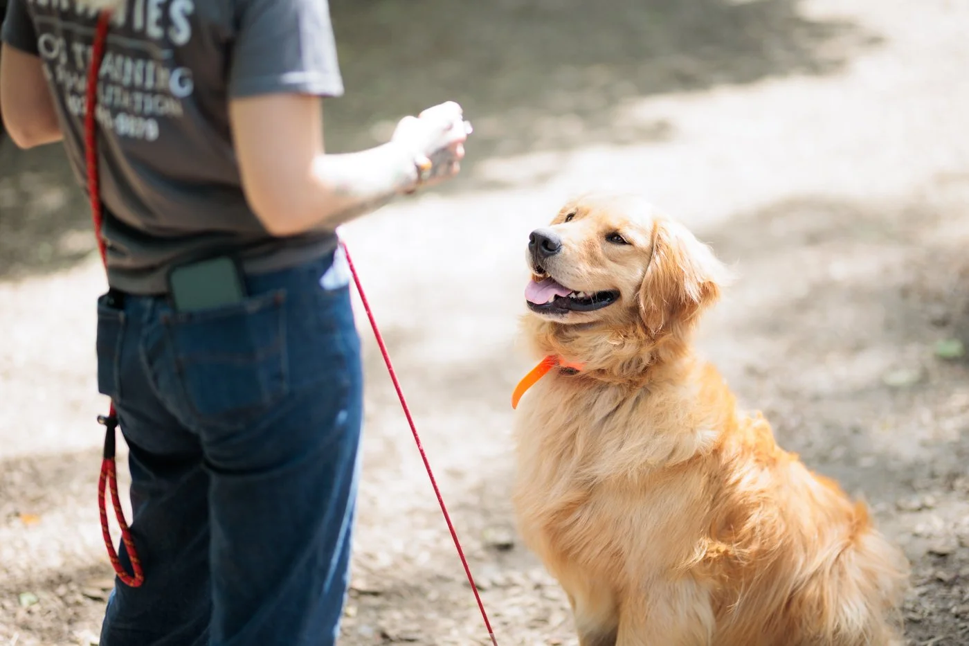 Dog Training — Cervantes Dog Training Center