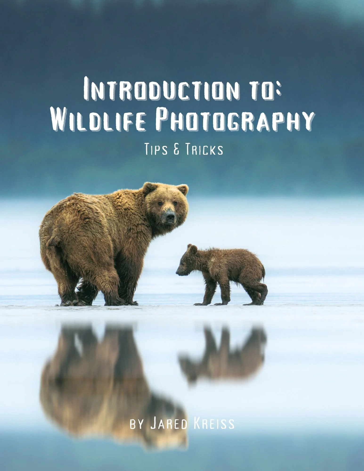 Introduction to Wildlife Photography — JARED KREISS