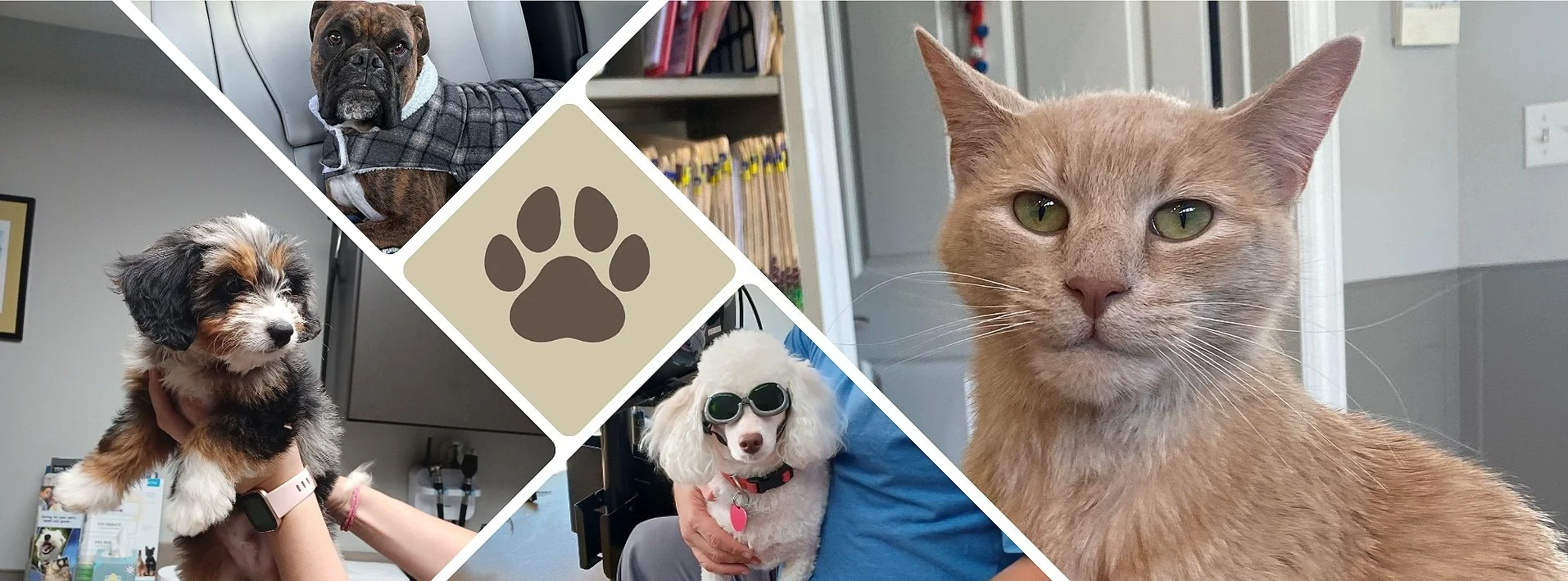 Crossroads Animal HospitalCrossroads Animal Hospital