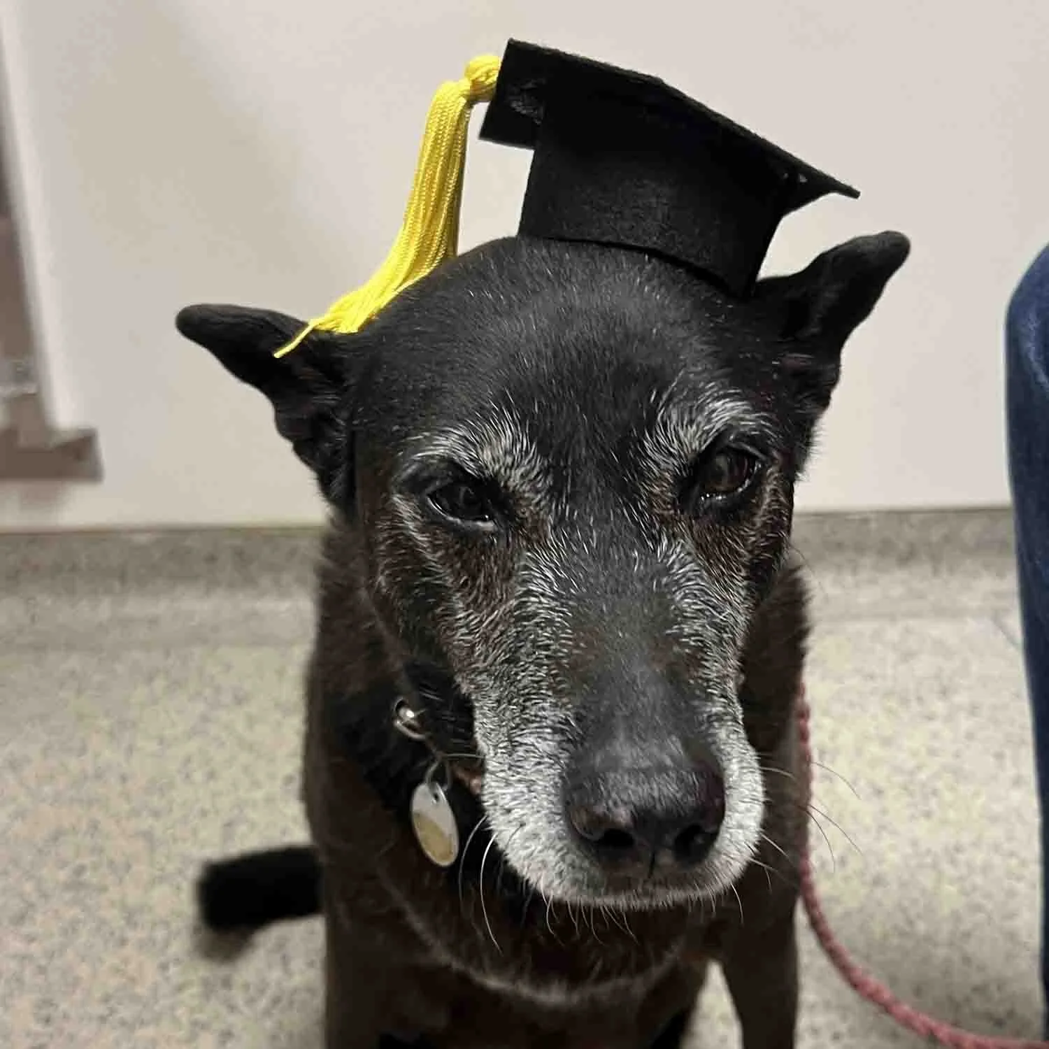 Dogs Wanted for The Dog Aging Project’s TRIAD Program — Urban Dog