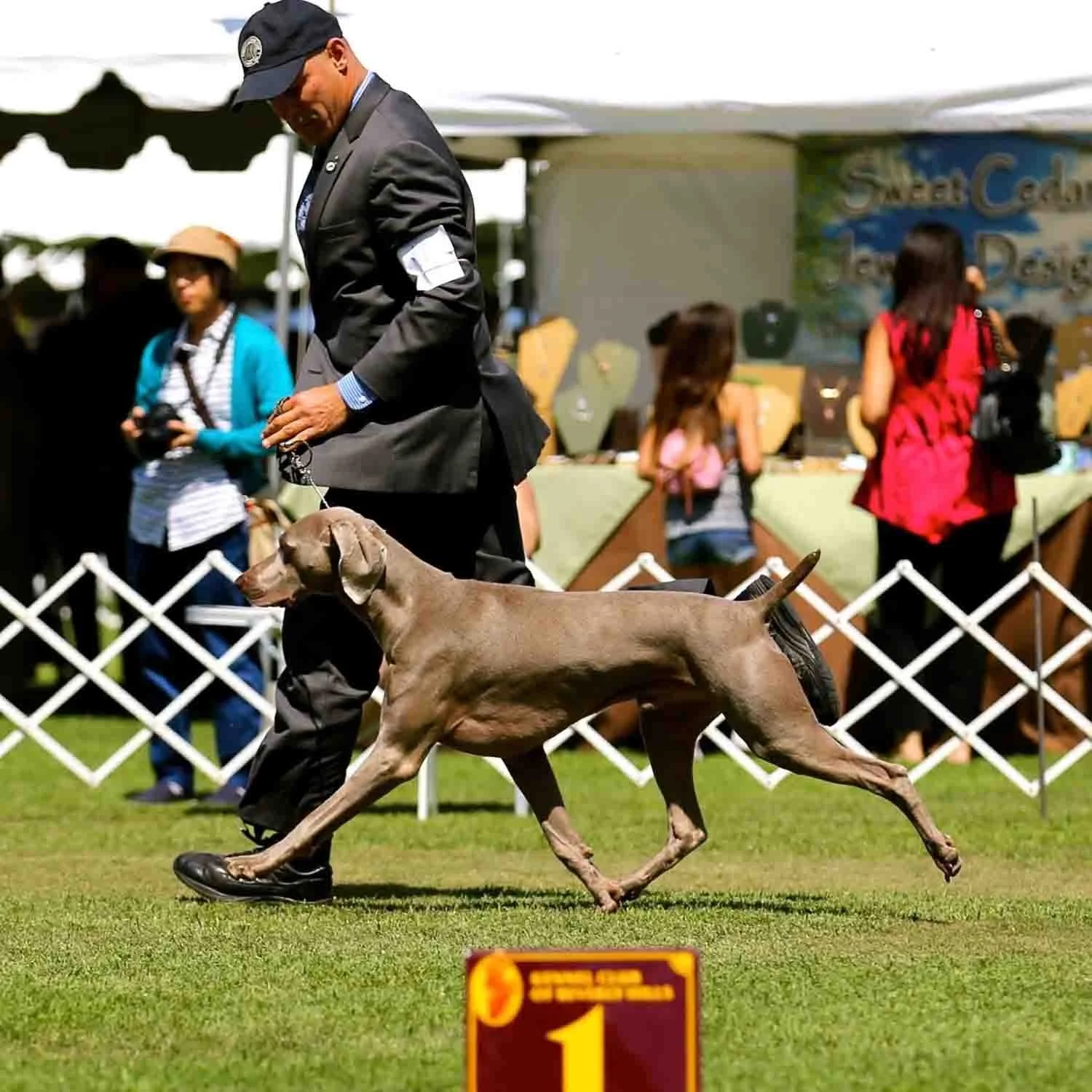 Are Weimaraners Good Apartment Dogs — Urban Dog