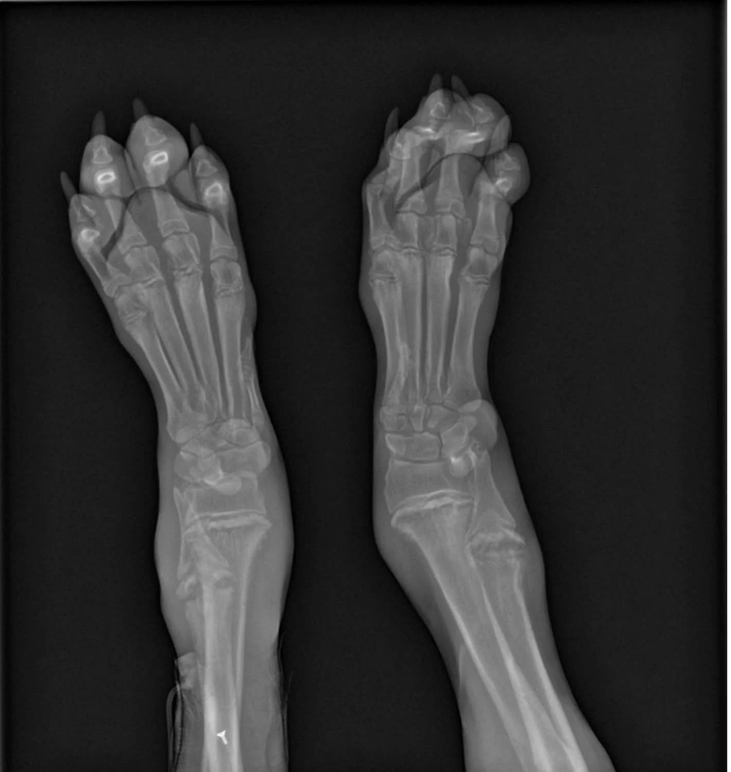 Hypertrophic Osteodystrophy, Weimaraners, and our pup Bodhi — Urban Dog