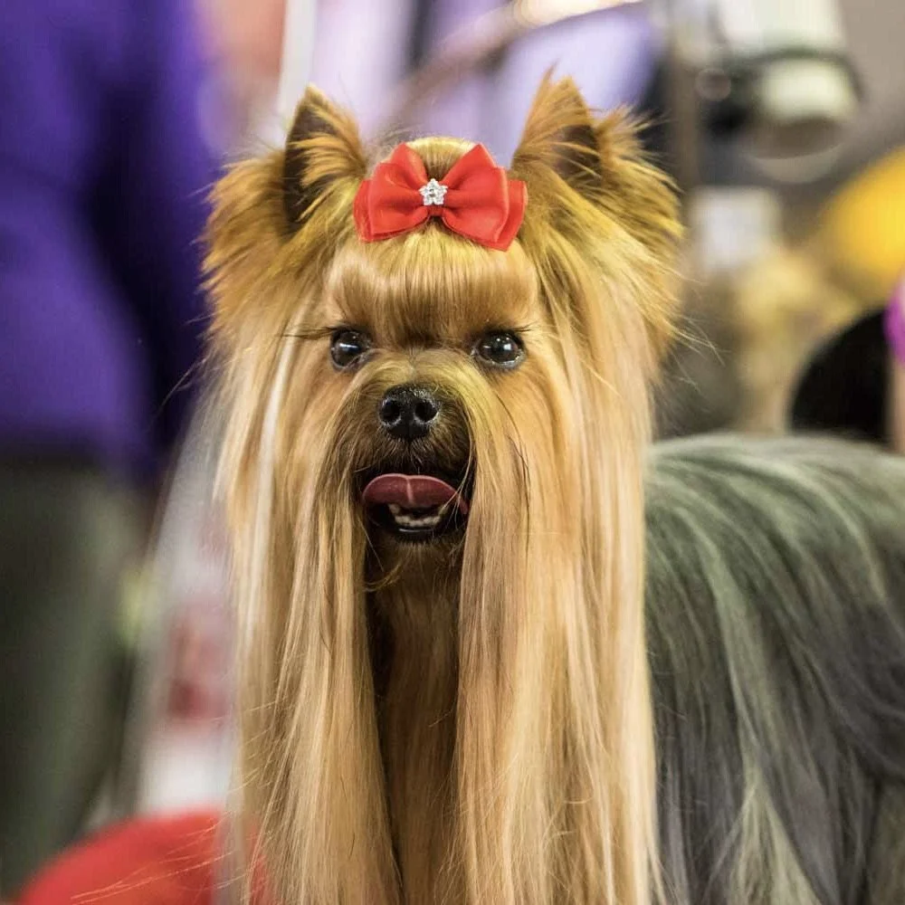 The Most Popular Dog Breed in New York City — Urban Dog