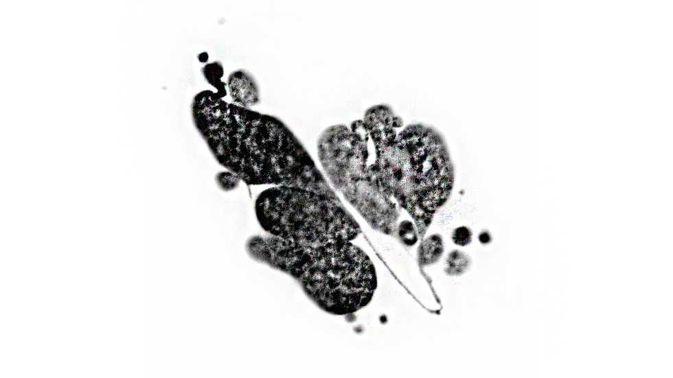 Mitchison Lab