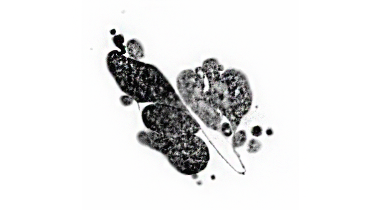 Mitchison Lab