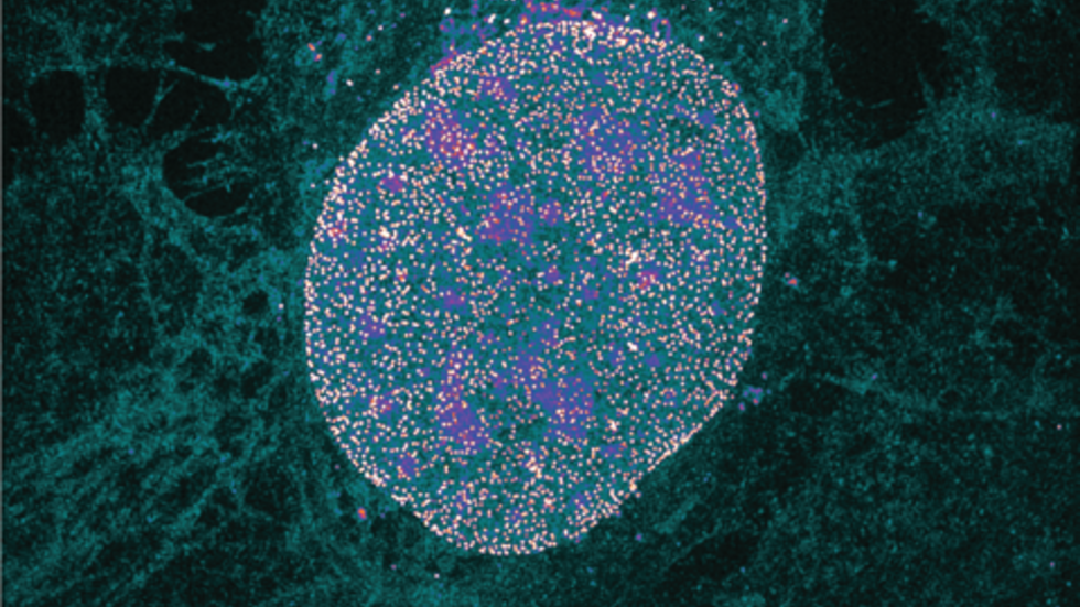Mitchison Lab