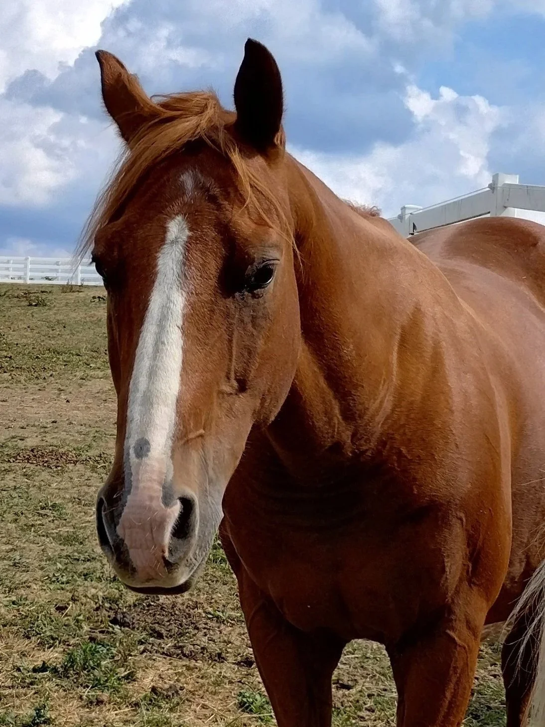 Meet Johnny Cash & CJ — Horses With Hope