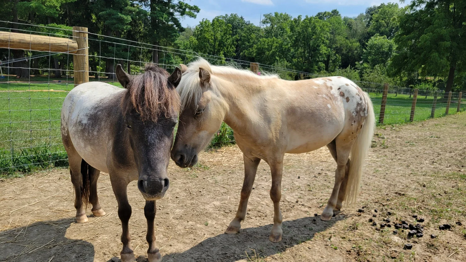 OUR SUPPORTERS — Horses With Hope