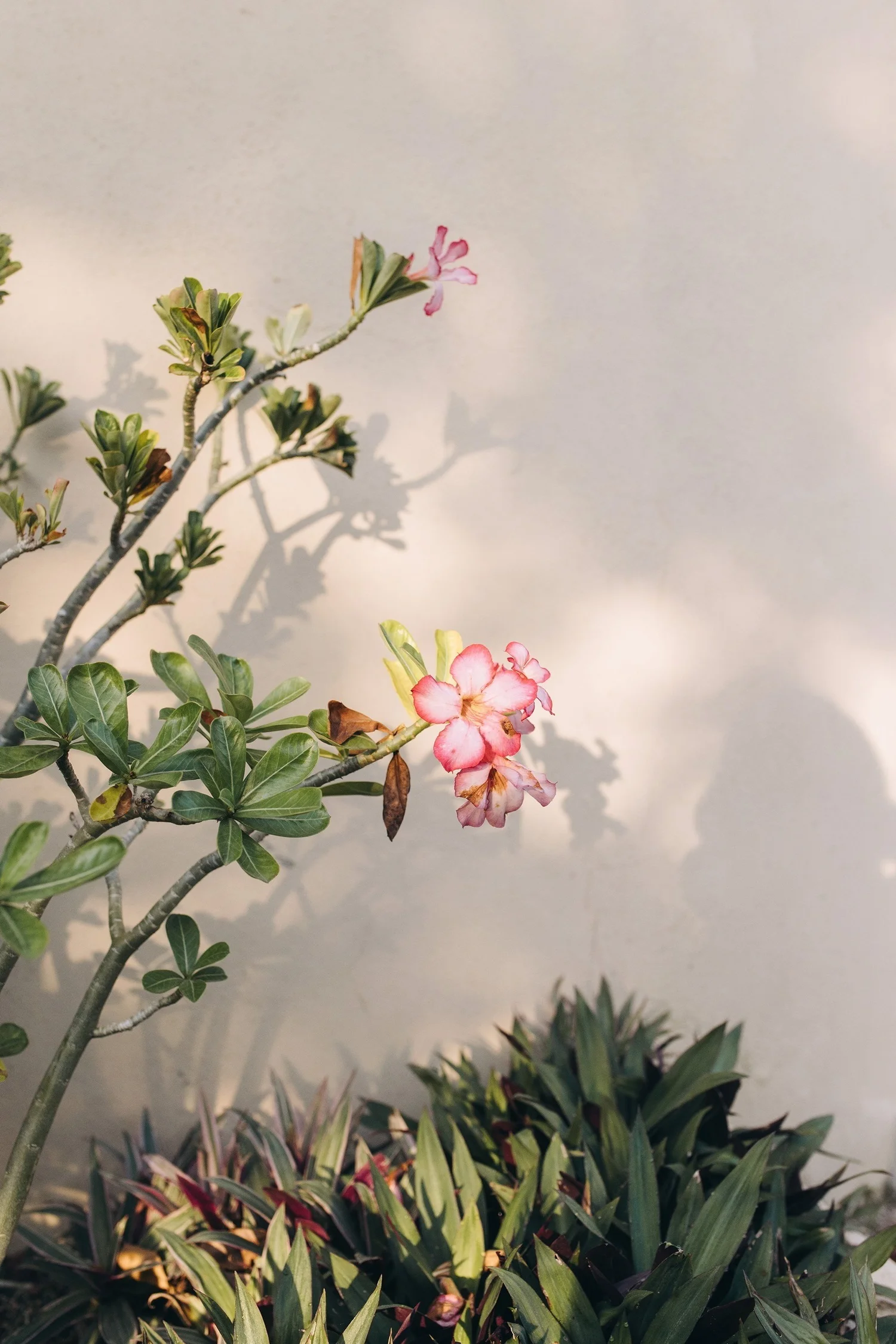 Naturopathic Doctor Kansas City | Megan Schlick