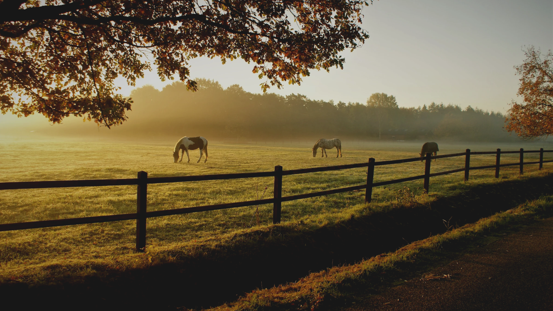 Waterfield Ranches & Farms — WATERFIELD AMERICA FOUNDATION