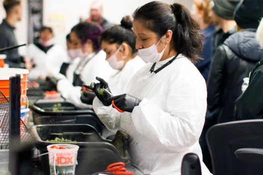 Why Precision Matters: A Look Inside Cannabis Manufacturing — Dove Robotics