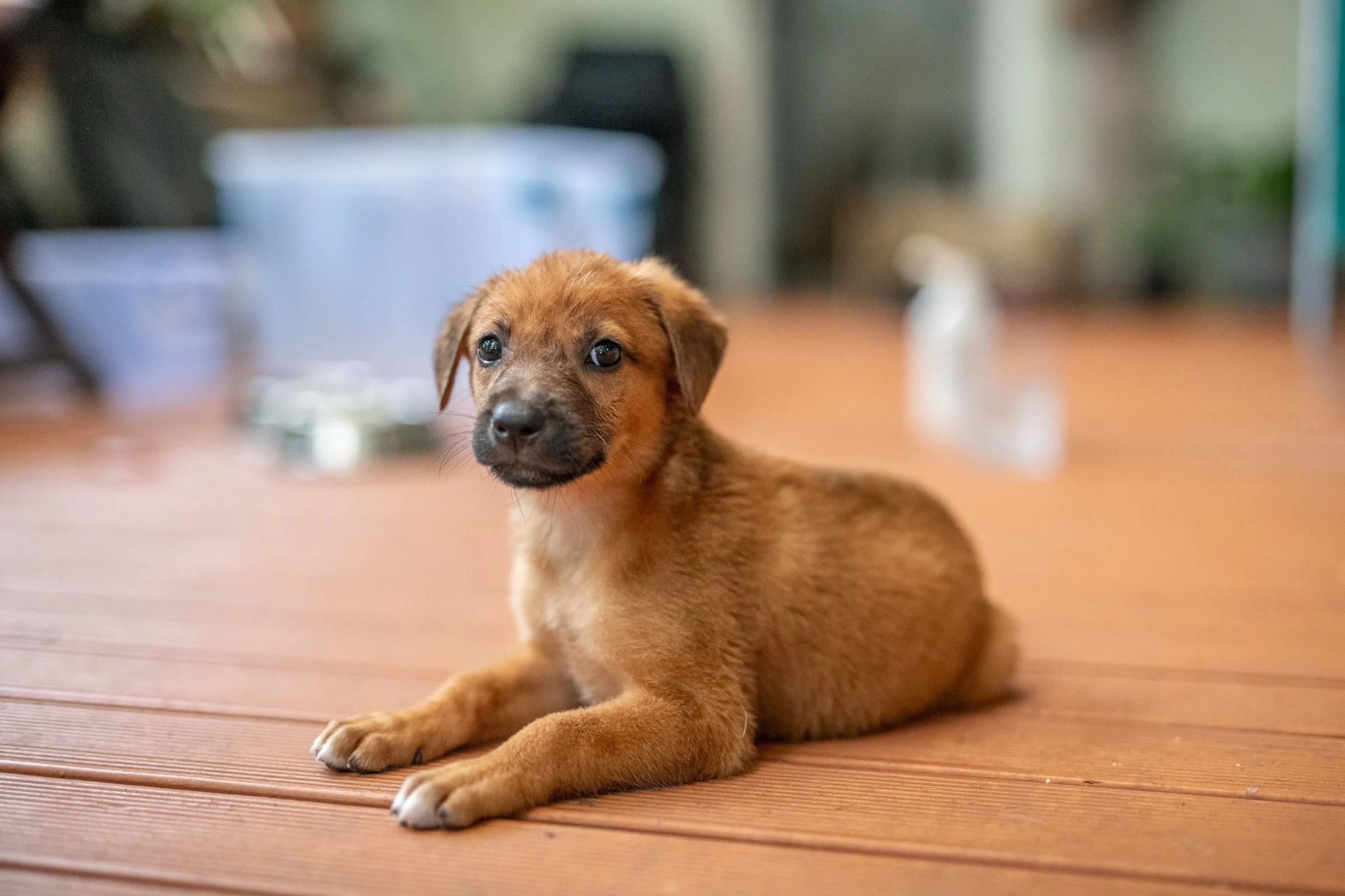 Volunteer with us — SPCA Fiji Islands