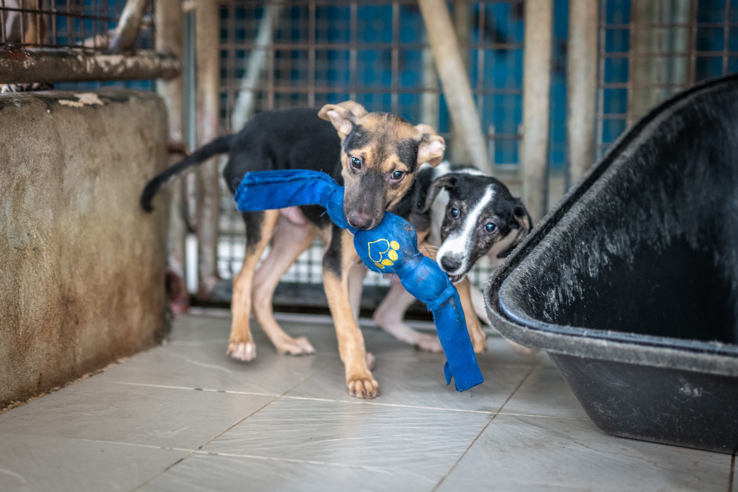 SPCA Fiji Islands
