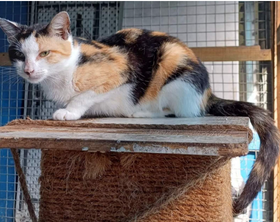 Our Pets — SPCA Fiji Islands