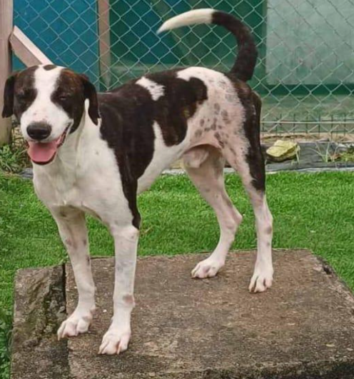 Our Pets — SPCA Fiji Islands