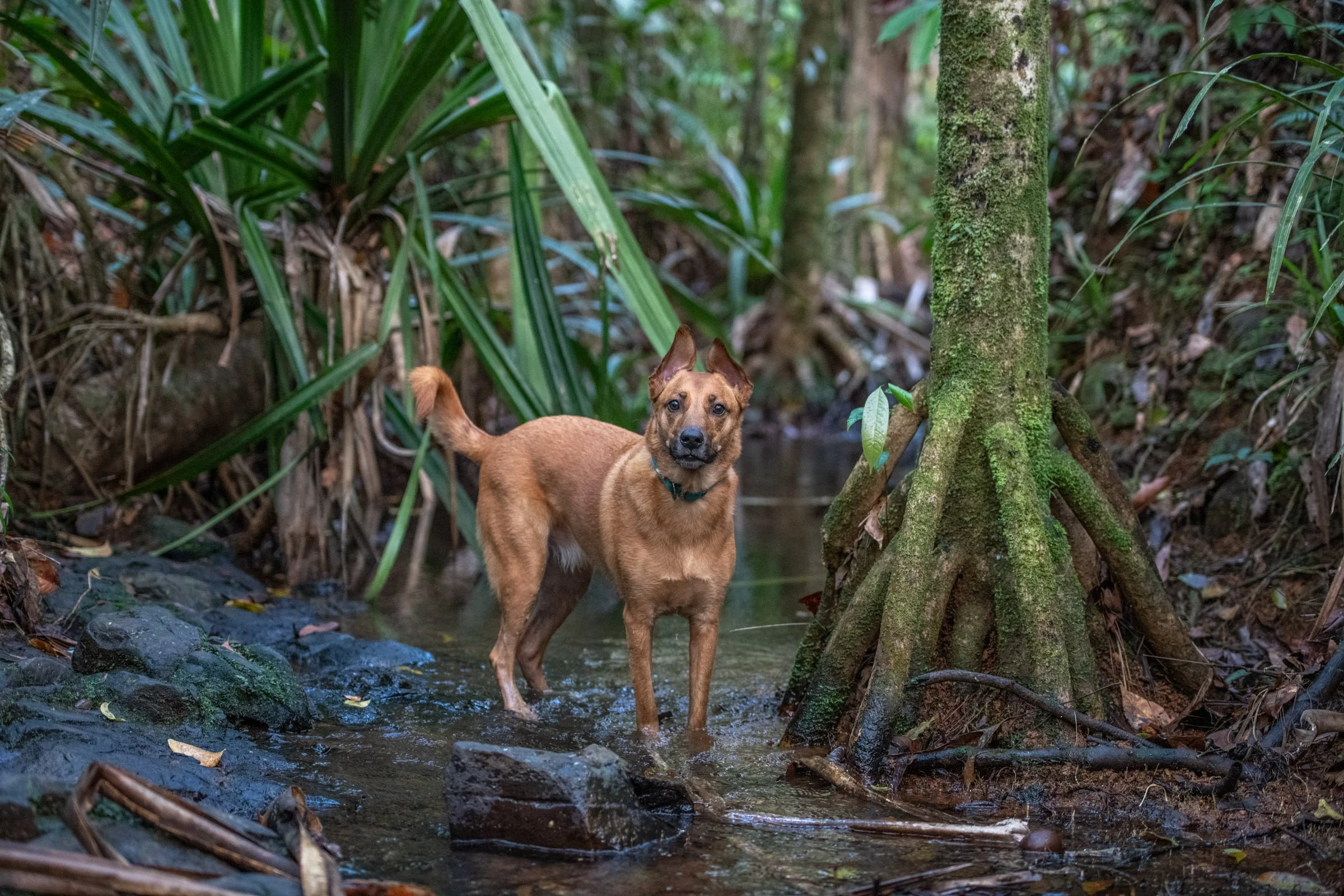Contact Us — SPCA Fiji Islands