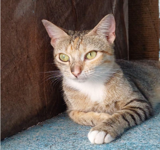 Our Pets — SPCA Fiji Islands