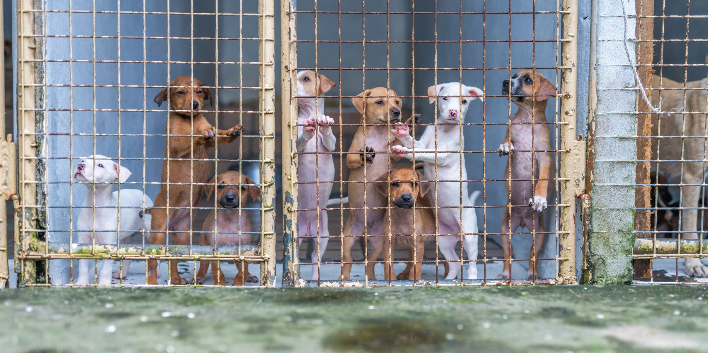 SPCA Fiji Islands