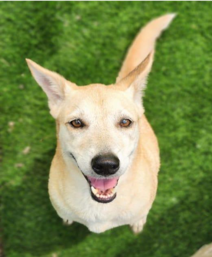 Our Pets — SPCA Fiji Islands