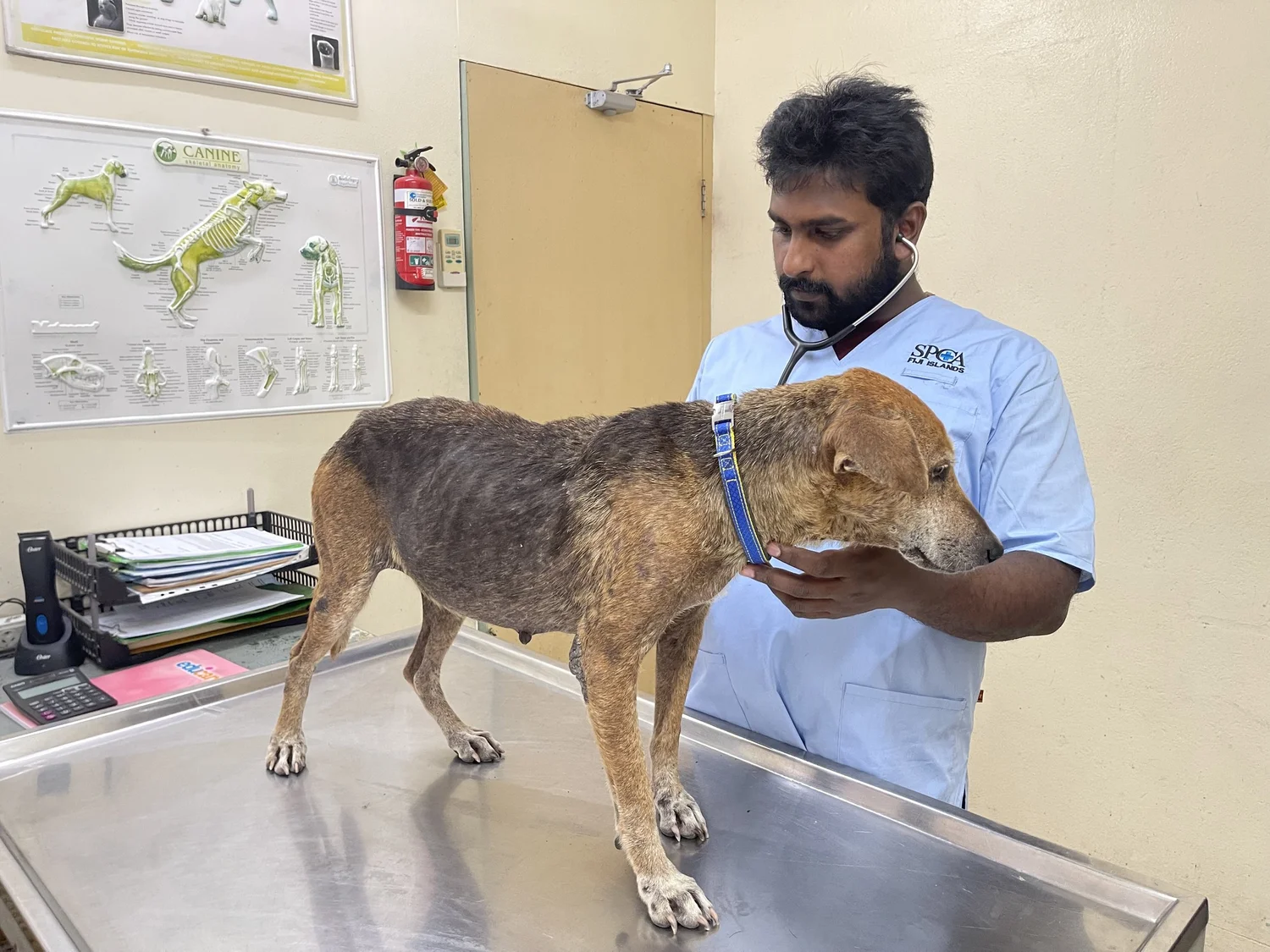 Our Services — SPCA Fiji Islands