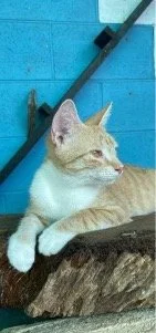 Our Pets — SPCA Fiji Islands