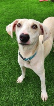 Our Pets — SPCA Fiji Islands