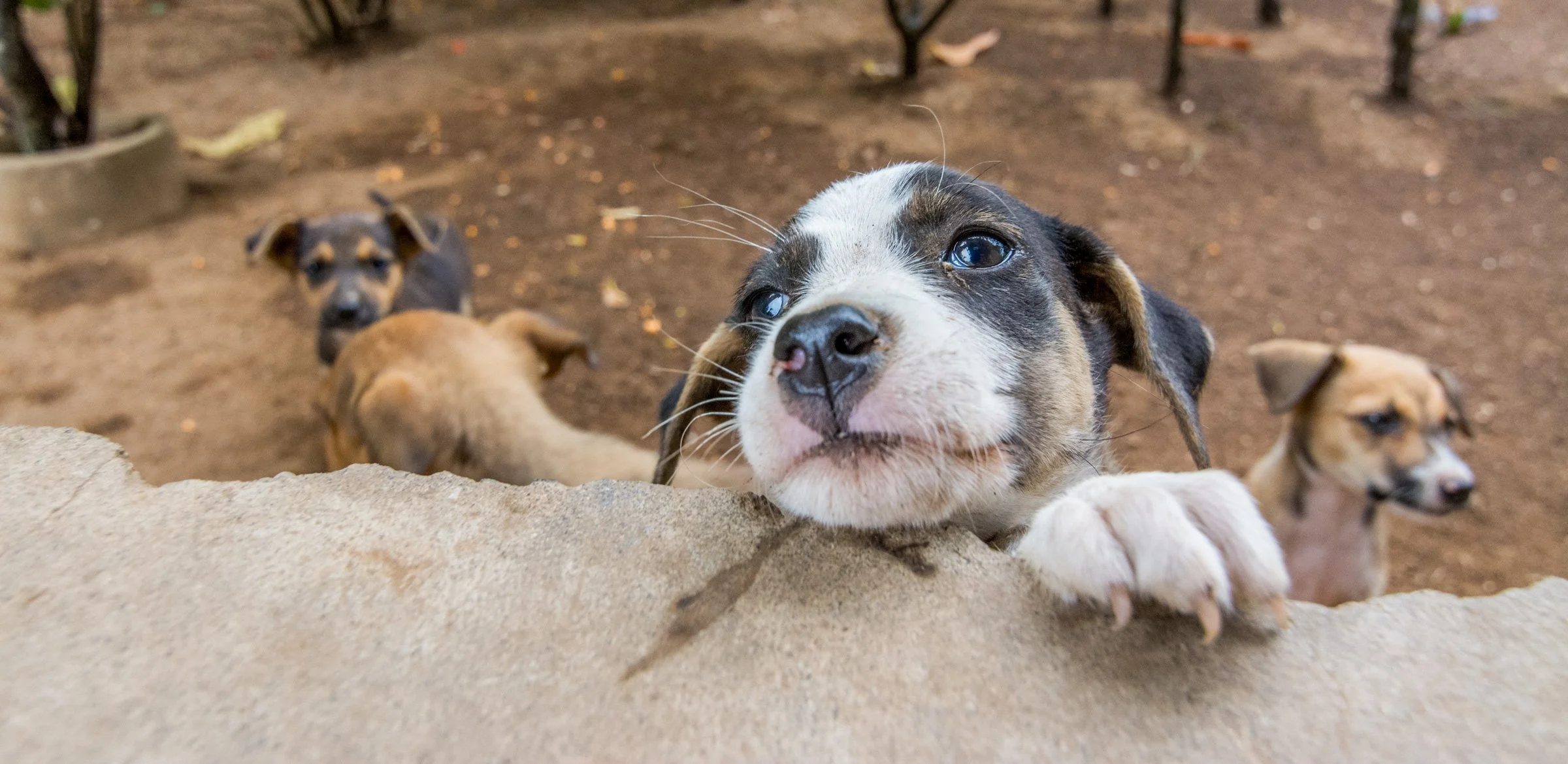 SPCA Fiji Islands