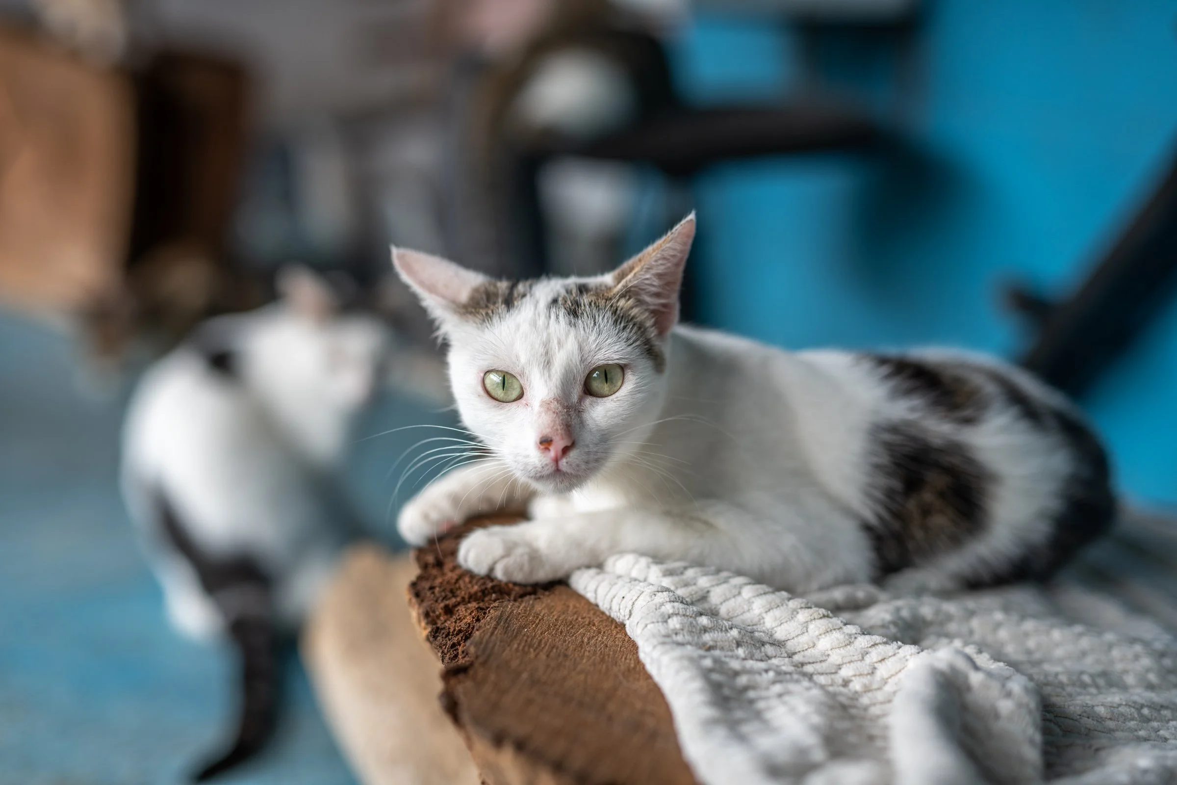 SPCA Fiji Islands