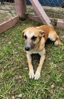 Our Pets — SPCA Fiji Islands