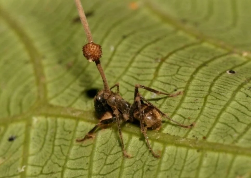 A Microbiologist's Guide to Zombies — Royal Canadian Institute for Science