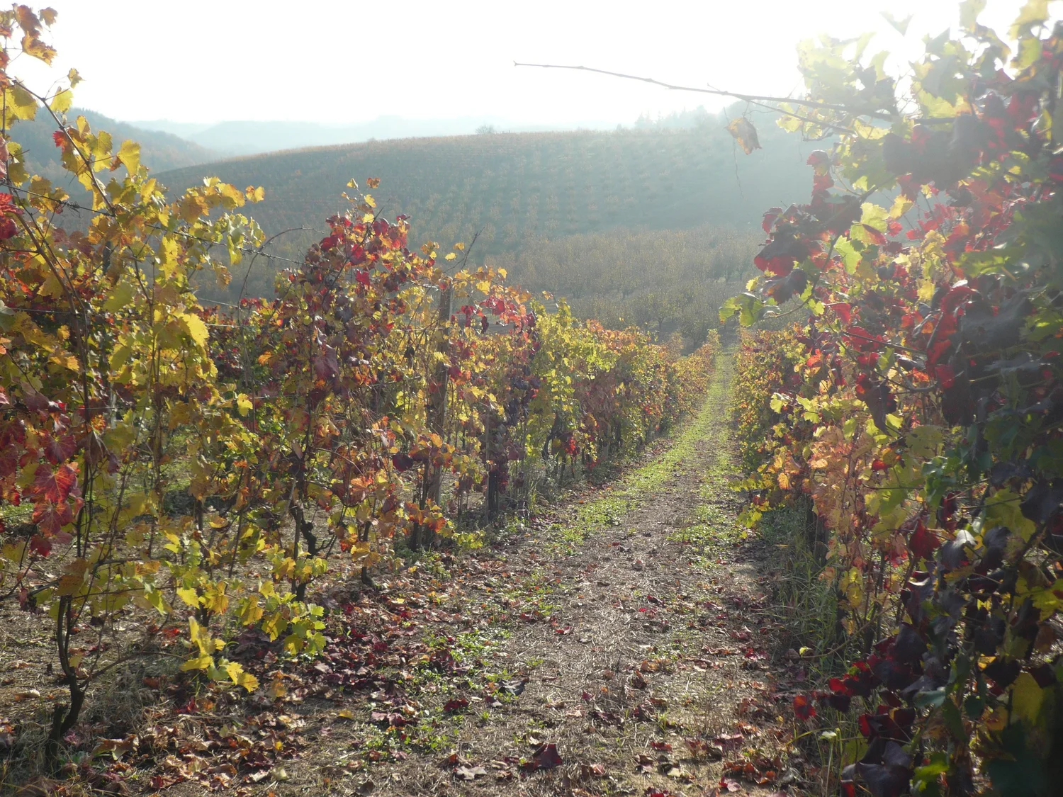 Winery Sixteen 600 — Field Blend Selections