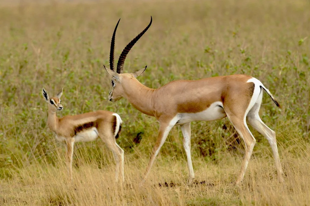 Grant's Gazelle — Solai Sanctuary