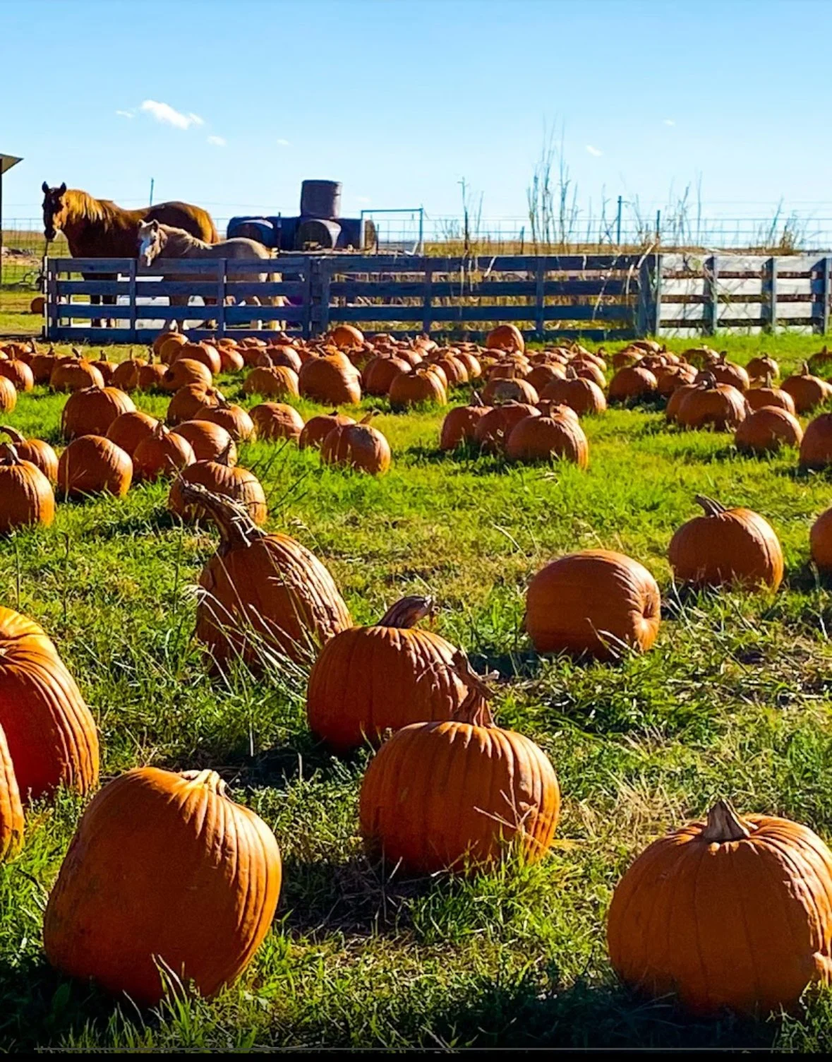 Jahn's Pumpkin Hill: Pumpkin Patch & Family Fun in Oklahoma