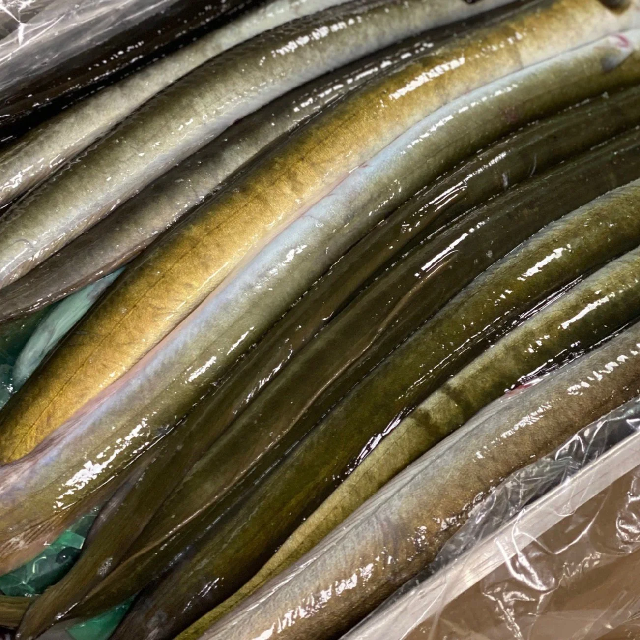 Product Range — Waituna New Zealand Eel