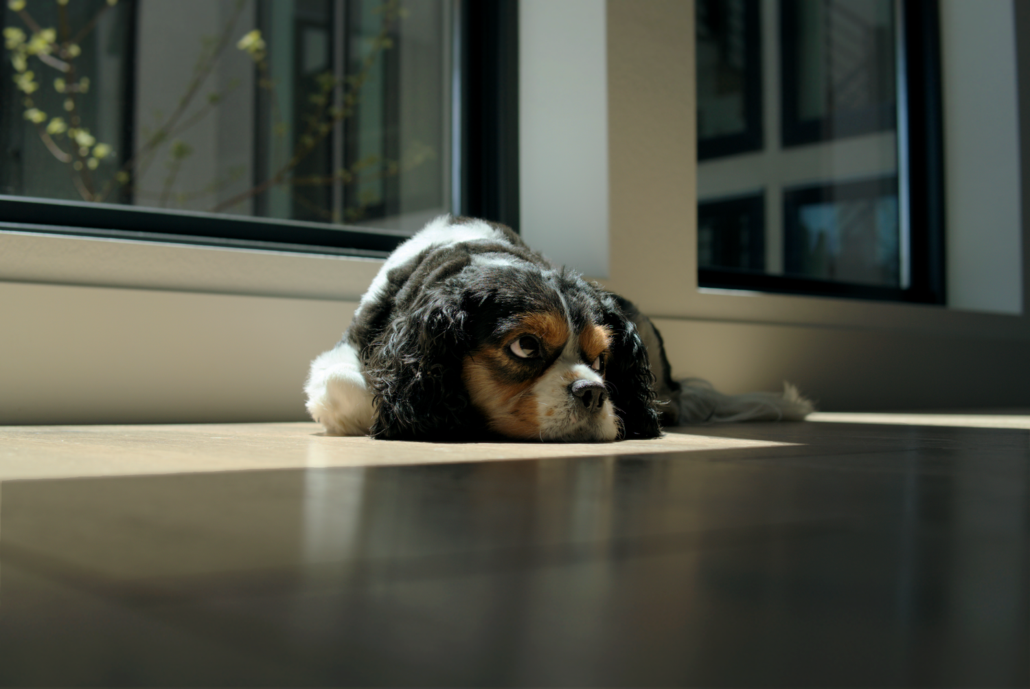 Displacement Behaviour in Dogs | Signs of Stress & What to Do ...