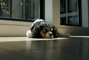 Displacement Behaviour in Dogs | Signs of Stress & What to Do ...