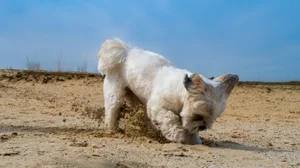 Displacement Behaviour in Dogs | Signs of Stress & What to Do ...